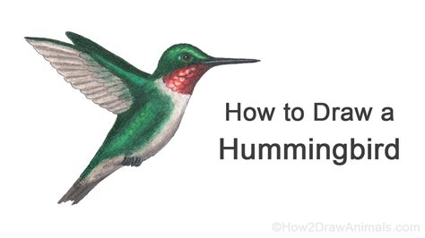 How To Draw A Realistic Hummingbird