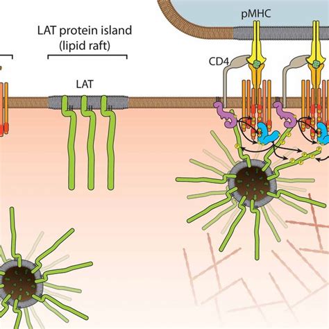 Models Of Lat Recruitment Protein Islands In The T Cell Membrane Can