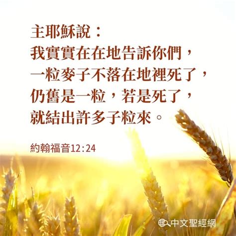 一粒麥子的事奉 聖經金句圖片