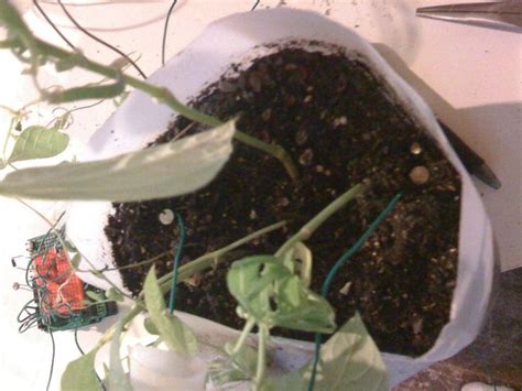 Test And Calibrate Your Sensors For Garduino Gardening Arduino