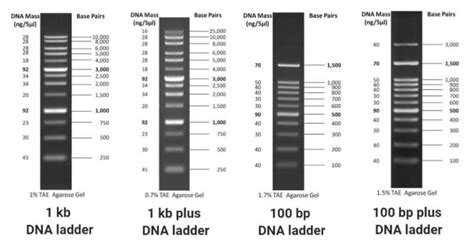Dna Ladders 1 Kb 1 Kb Plus 100 Bp 100 Bp Plus And Uses