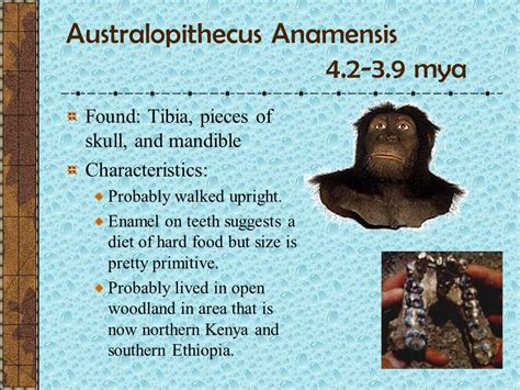 Australopithecus Anamensis Tibia