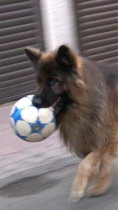 Футболист Буч Кобель для немецкой овчарки 10 лет Youtube