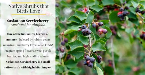 Native Shrubs That Birds Love Great Plains Nursery