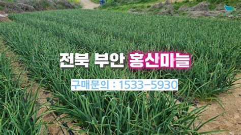 신바람 농산물 협력업체 판매상품 1533 5930 전북 부안 홍산마늘 판매 합니다 Youtube