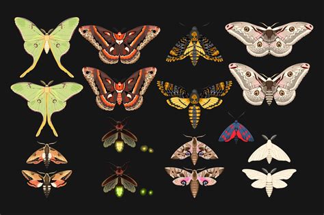 Moths And Fireflies Patterns Masterbundles