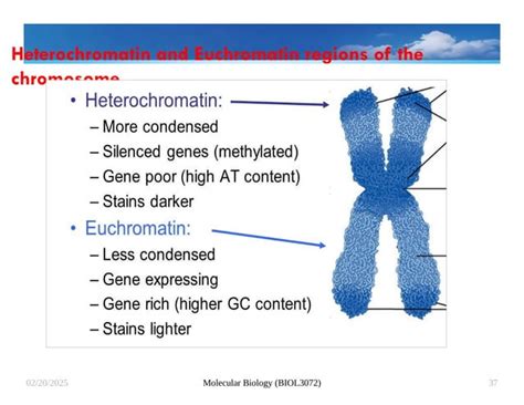 Mol Biol Lecture 2b Pptxjgctddgdsefdfxdxe Ppt