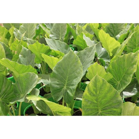 Alocasia macrorrhiza