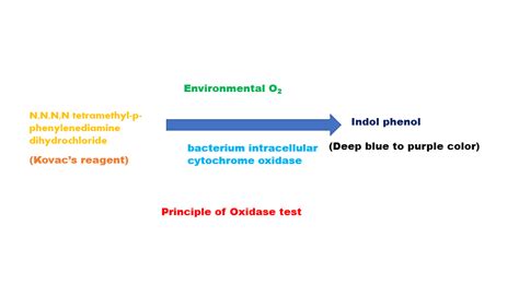 Oxidase Test Principle Procedure Result Interpretation And Various