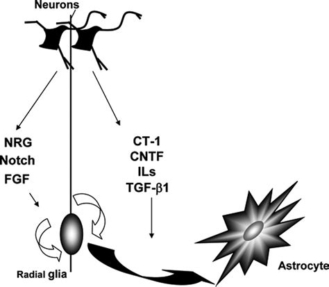 2 Schematic Model Of Neuron Rg Interaction Signaling Pathways Rg Cell