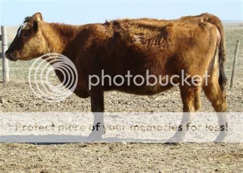 Roach Back Cattle Cow And Ranching Community