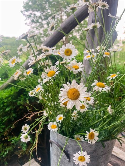 Deviled Eggs With Dijon The Farm At Spring Creek