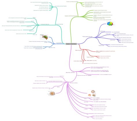 Chapter 1 Brain Basics Coggle Diagram