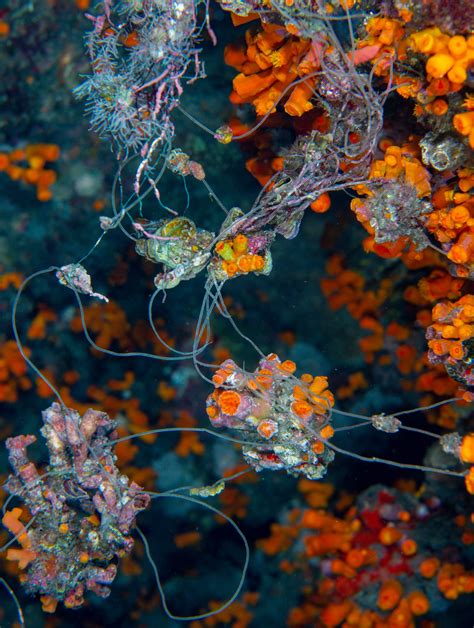 塑料污染威胁全球水体—新闻—科学网