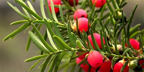 Create A Desktop App In Rust Using Tauri And Yew Rrust