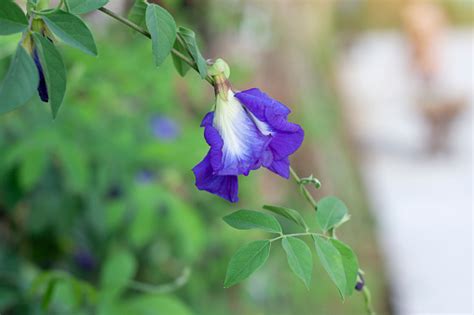 나비 완두콩 꽃이나 완두콩 꽃은 햇빛과 함께 나무에 피고 영양상의 이점이 있습니다 ᆞ 태국의 약초입니다 0명에 대한 스톡 사진 및 기타 이미지 Istock
