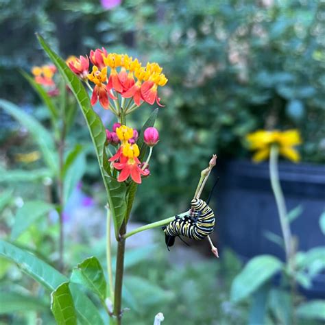 how to get vibrant orange yolks from your backyard chickens flower patch farmhouse