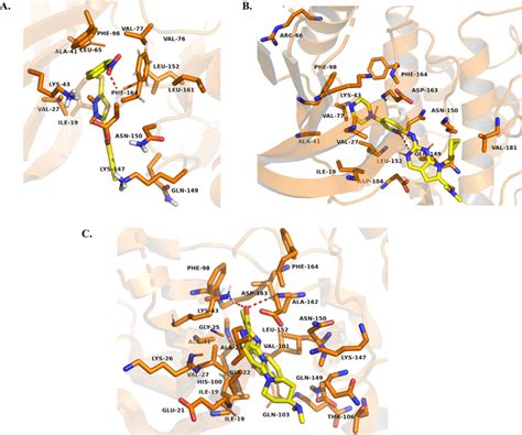 Representation Of The Predicted Binding Modes Of Compound C16 And Download Scientific Diagram
