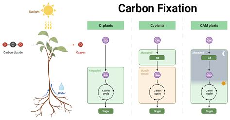 Carbon Fixation Processes Pathways And Implications