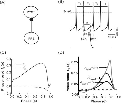 Figure 1 From Pulse Coupled Oscillators And The Phase Resetting Curve Semantic Scholar