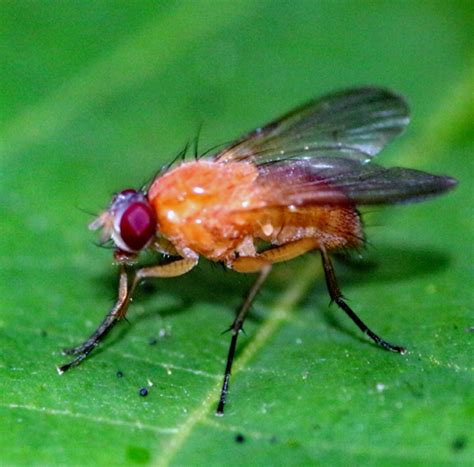 Orange Fly Bugguidenet