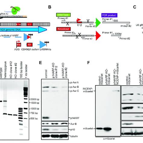Expression Of Gfp Aurora B In Hela Cells Causes A Reduction In Aurora B