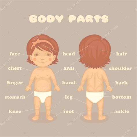 Bebé Niña Partes Del Cuerpo 2023