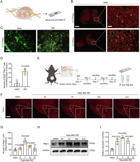 Ptbp1 Knockdown In Glial Cells Promotes Motor And Sensory Function