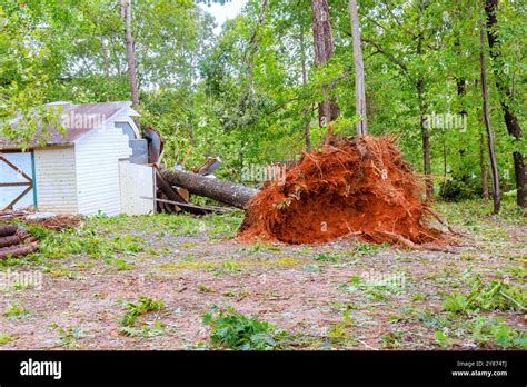 During Storm Hurricane Trees Uprooted By Strong Winds Fell Broken Fallen On Barn Stock Photo