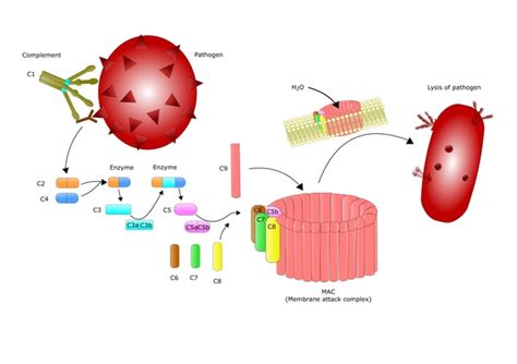 Complement Deficiency Disorders Causes Diagnosis And Treatment Maggie Yu Md Ifmcp