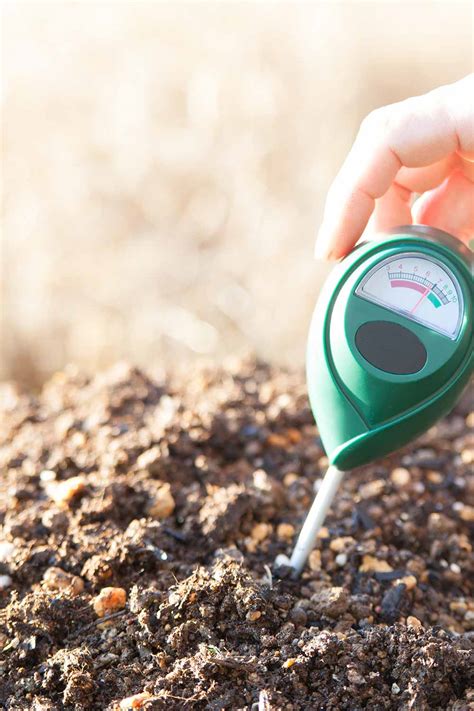 Default How To Acidify Soil For Blueberries Why You Should Do It Mental Scoop