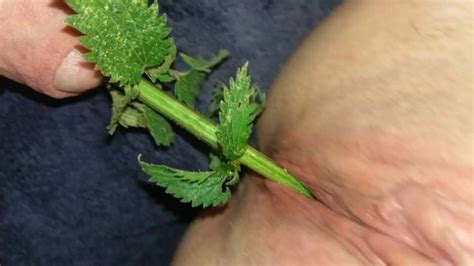 Urethral Nettle Fucking Bdsm Sub Female Takes Nettles In The Pussy