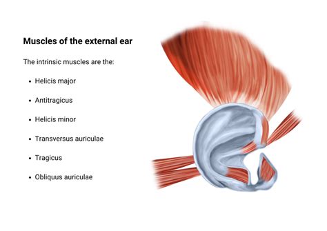 Facial Palsy And The Ear Facial Palsy Uk