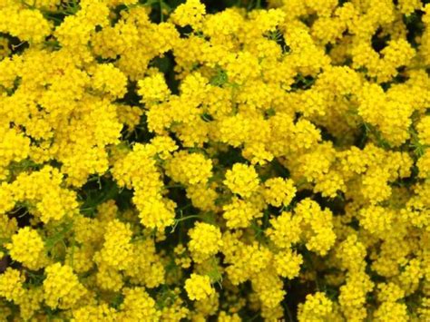 10 Ground Covers With Yellow Flowers