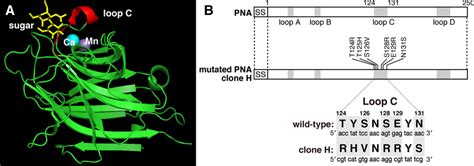 Tertiary Structure Of Pna And Amino Acid Substitutions In Mutated Pna Download Scientific