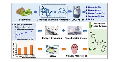 Preparation Of Saltiness Enhancing Enzymatic Hydrolyzed Pea Protein And Identification Of The