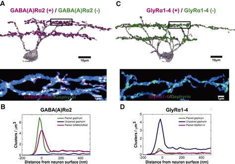 Mapping Synaptic Input Fields Of Neurons With Super Resolution Imaging