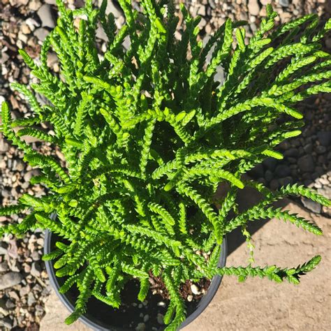 Crassula Lycopodioides Watch Chain Desertscapesucculent