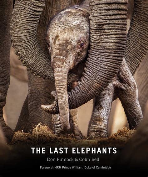 The Last Elephants How To Help Save Elephants In Africa Elephant
