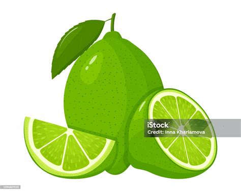 신선한 전체 라임 절반 및 석회 슬라이스와 흰색 배경에 고립 된 잎 건강한 라이프 스타일을위한 여름 과일 유기농 과일 만화 스타일 모든 디자인에 대한 벡터