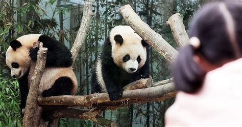 우리는 쌍둥이 판다 자매