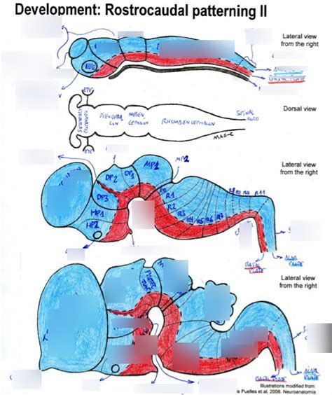 Development Rostrocaudal Patterning Ii Diagram Quizlet