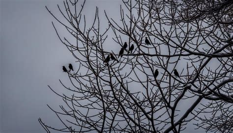 Do Birds Hibernate In Winter Seasonal Secrets Revealed