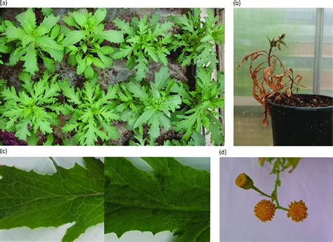 Photos Showing Trait Variabilities And Potential Signs Of Hybrid Download Scientific Diagram