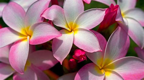 Beautiful Hawaiian Flowers Wallpaper Images Wallpapersafari