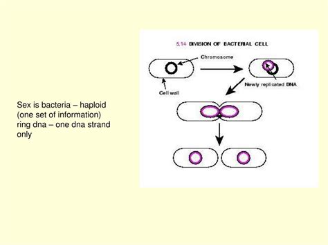 PPT Bacteria PowerPoint Presentation Free Download ID 728448