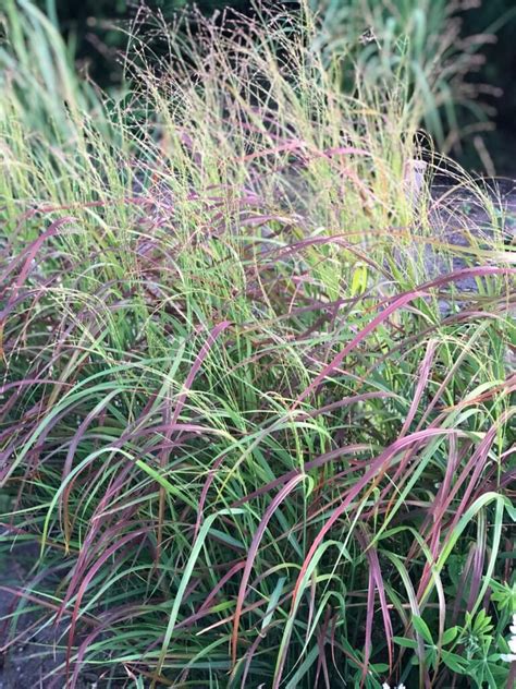 Panicum Virgatum Hanse Herms Gėlių Dvarelis