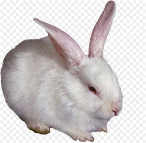 заяц белый на прозрачном фоне 28 фото
