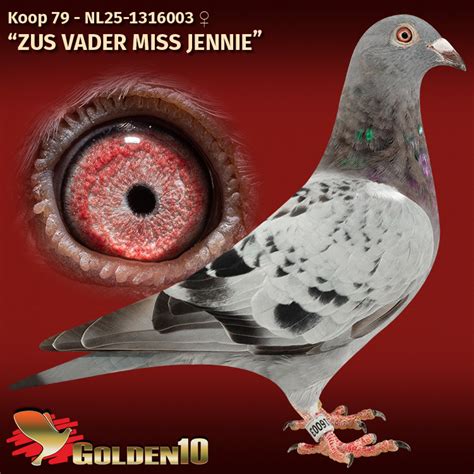 079 Nl25 1316003 Zus Vader Miss Jenny ♀ De Duif