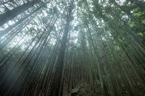 植林された杉の木の無料の写真素材 ID 40230フリー素材 ぱくたそ